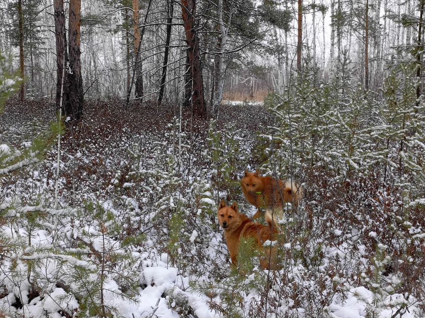 Щенки карело финской лайки