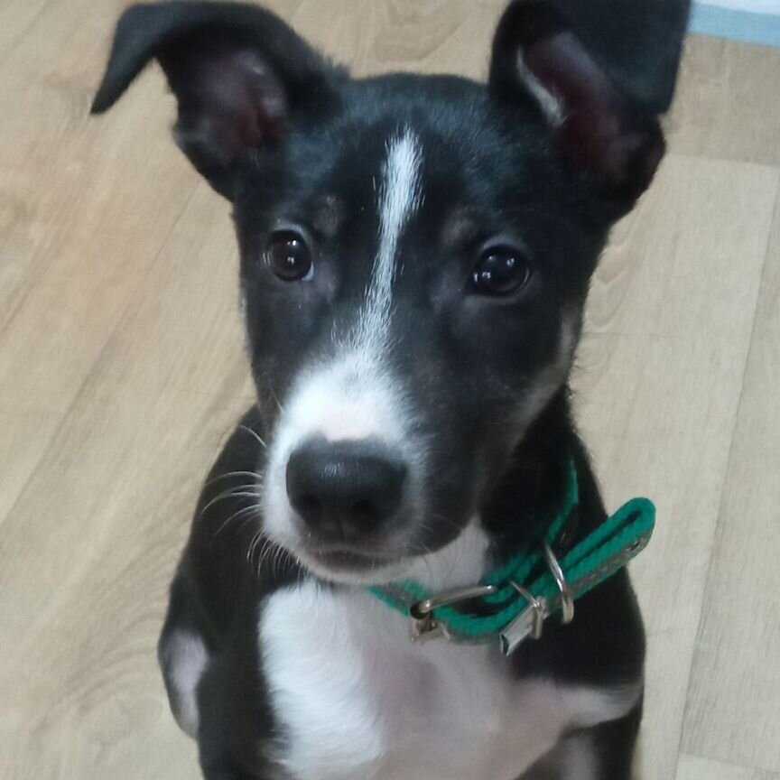 Домашние животные собаки щенки бесплатно