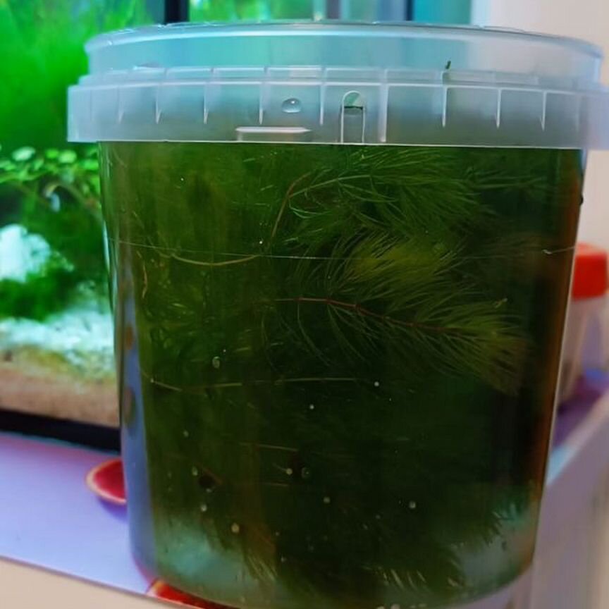 Водоросли для аквариума