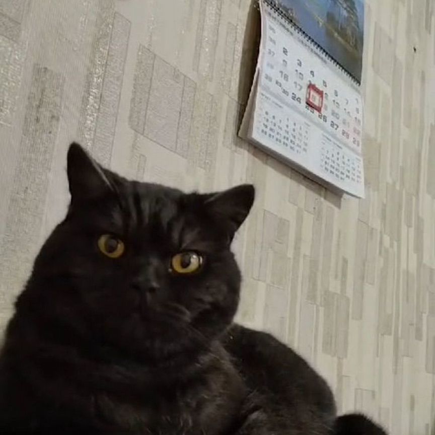 Кот ищет ищет дом