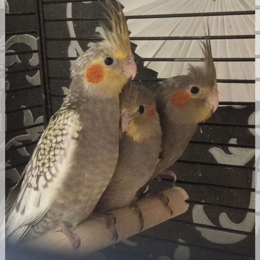 Попугаи Корелла малыши