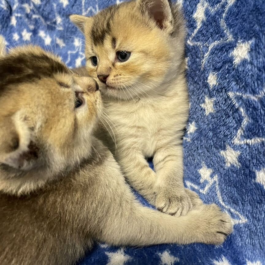 Котята золотая шиншилла