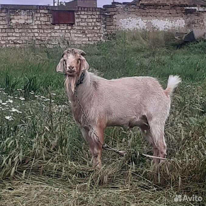 Продаеться козёл