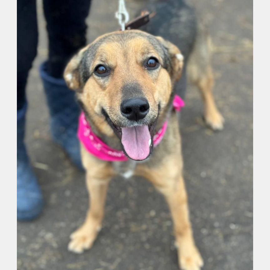 Мина, щенок из приюта в добрые руки