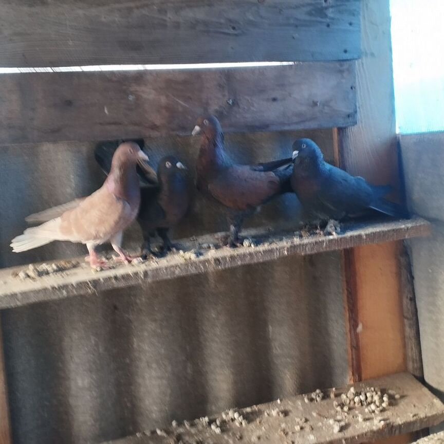 Голубь домашние