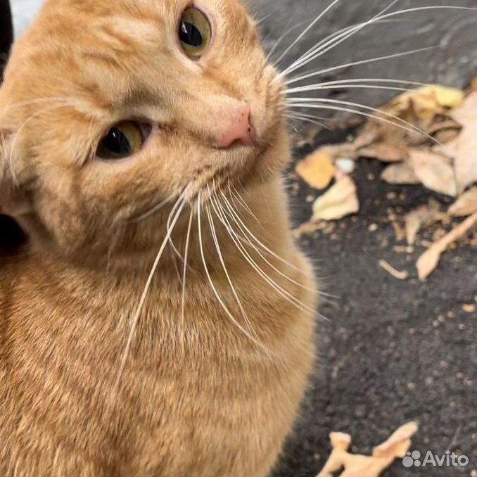 Очень ласковая киса