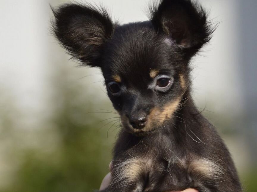 Русский той (той-терьер)