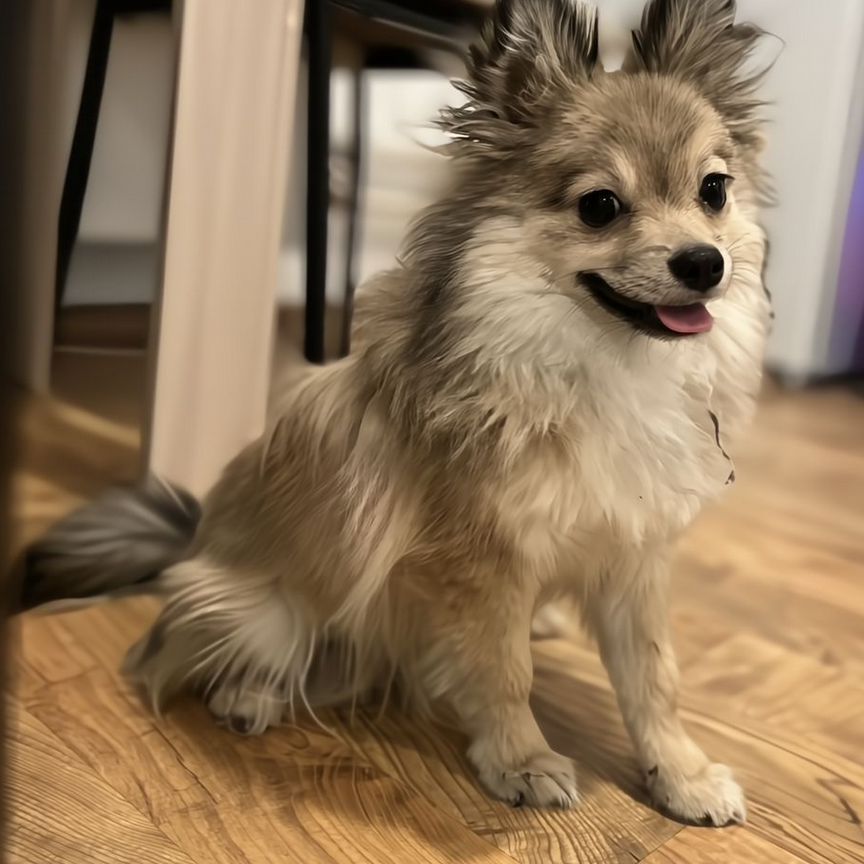 Немецкий шпиц, щенок