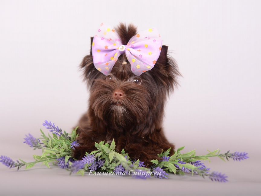 Йоркширский терьер мини шоколадка
