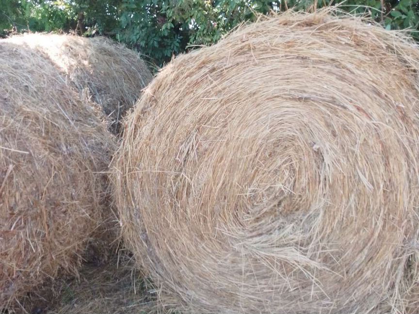 Сено в рулонах гороховая солома 2023