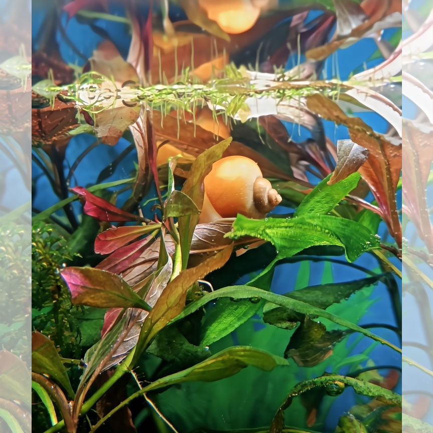 Улитки аквариумные ампулярии