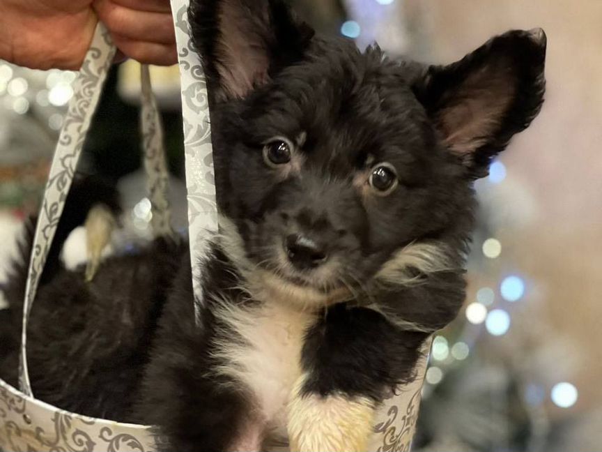 Щенок в добрые руки