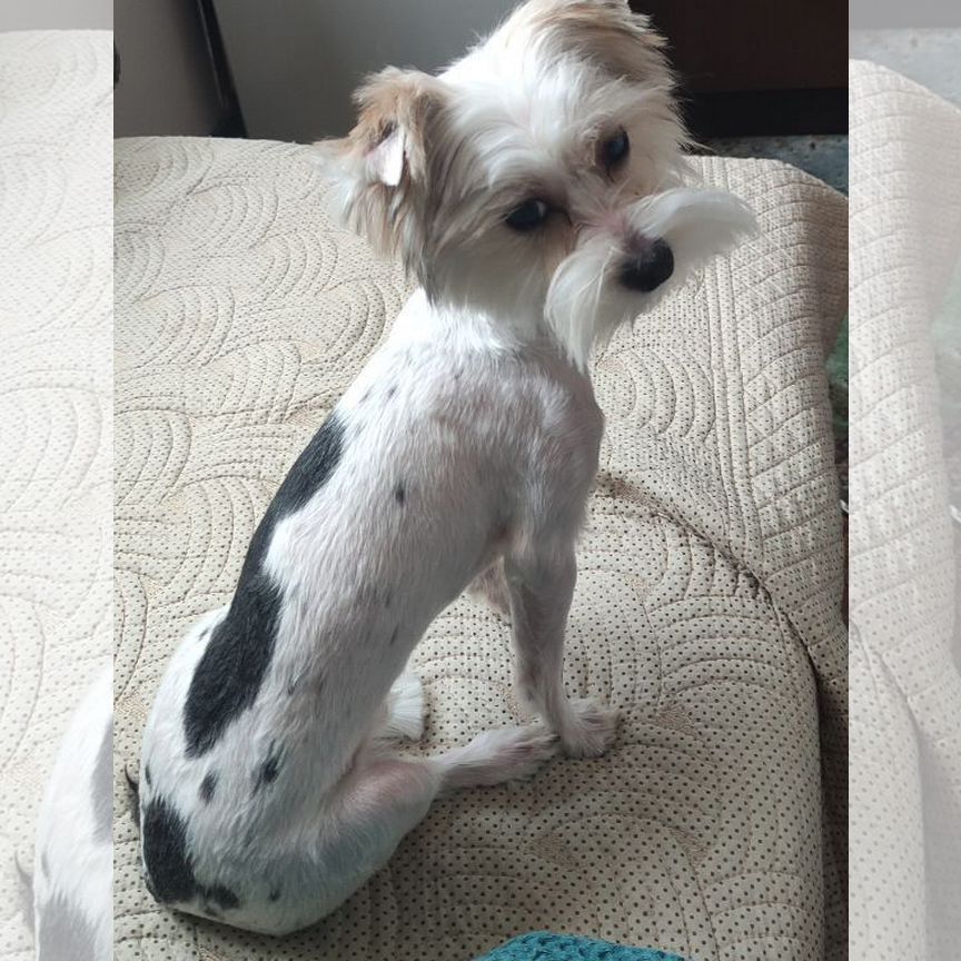 Бивер-йоркширский терьер, щенок