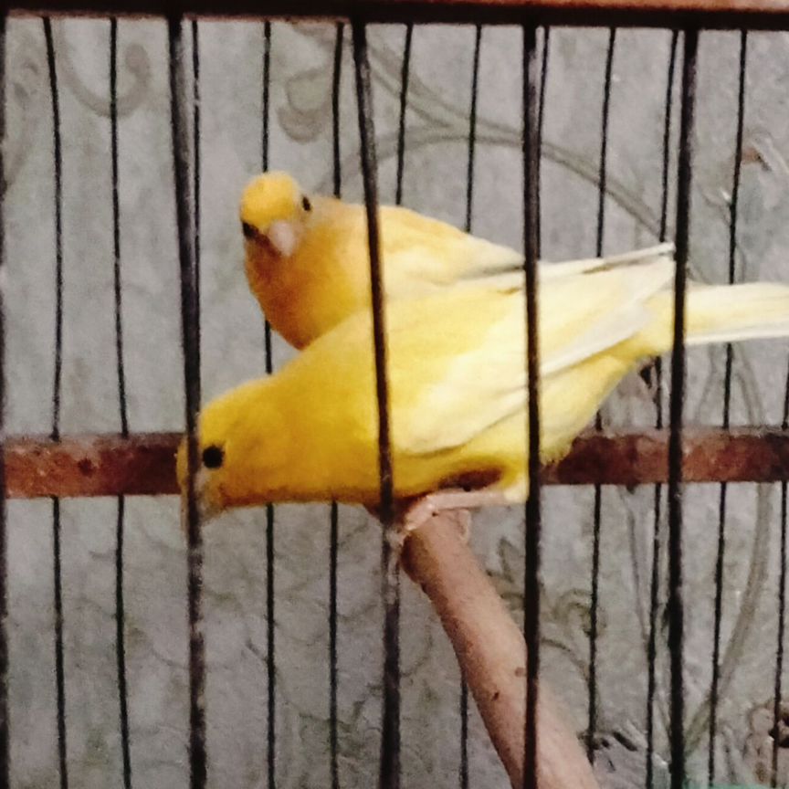 Канарейки