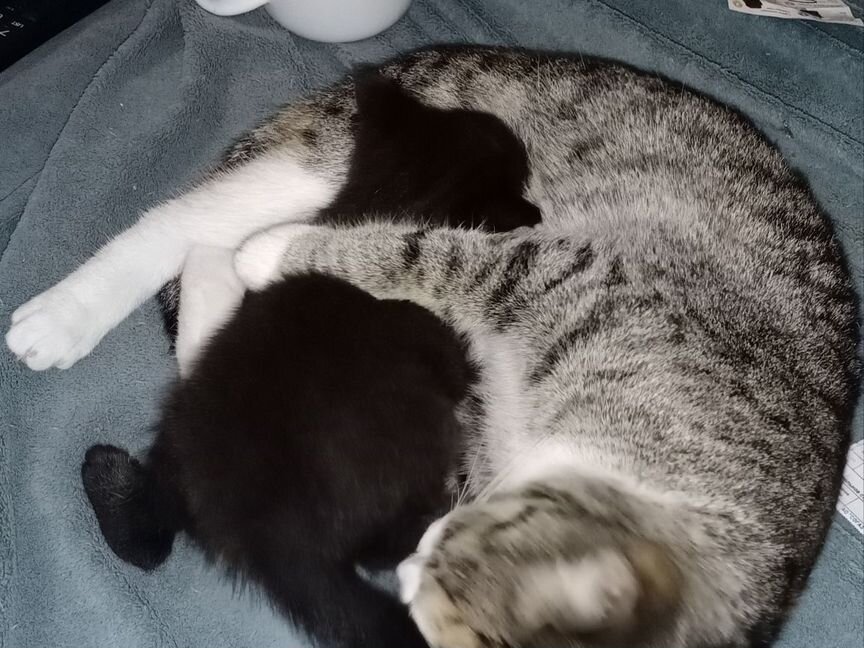 Домашний Черный котик ждет своих хозяев