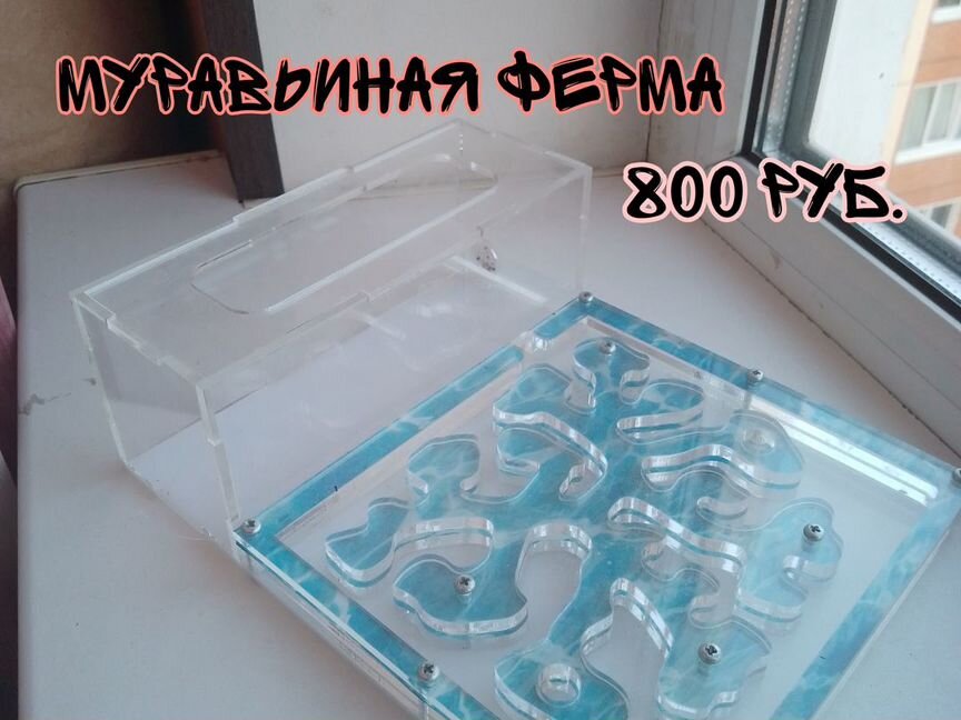 Муравьиная ферма средняя