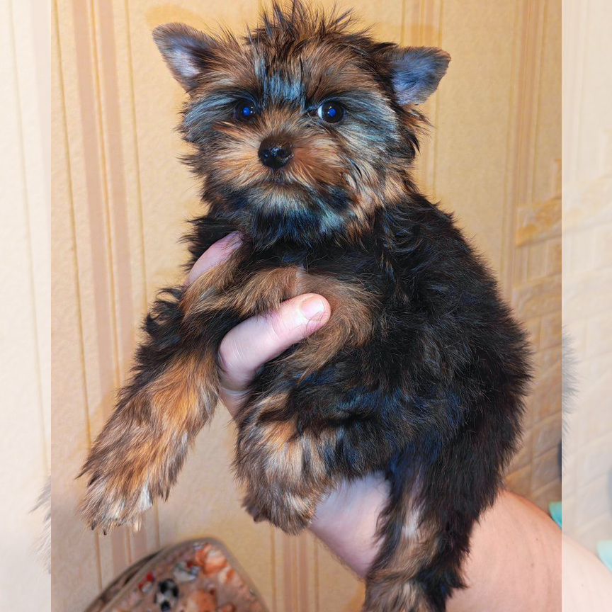 Йоркширский терьер, щенок