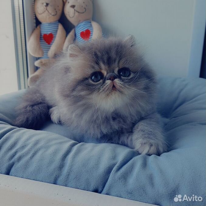 Голубо кремовая красотка