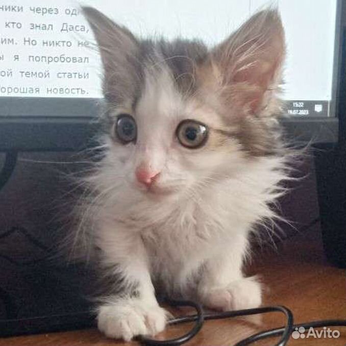 Добби- ищет семью., 2,5 месяца