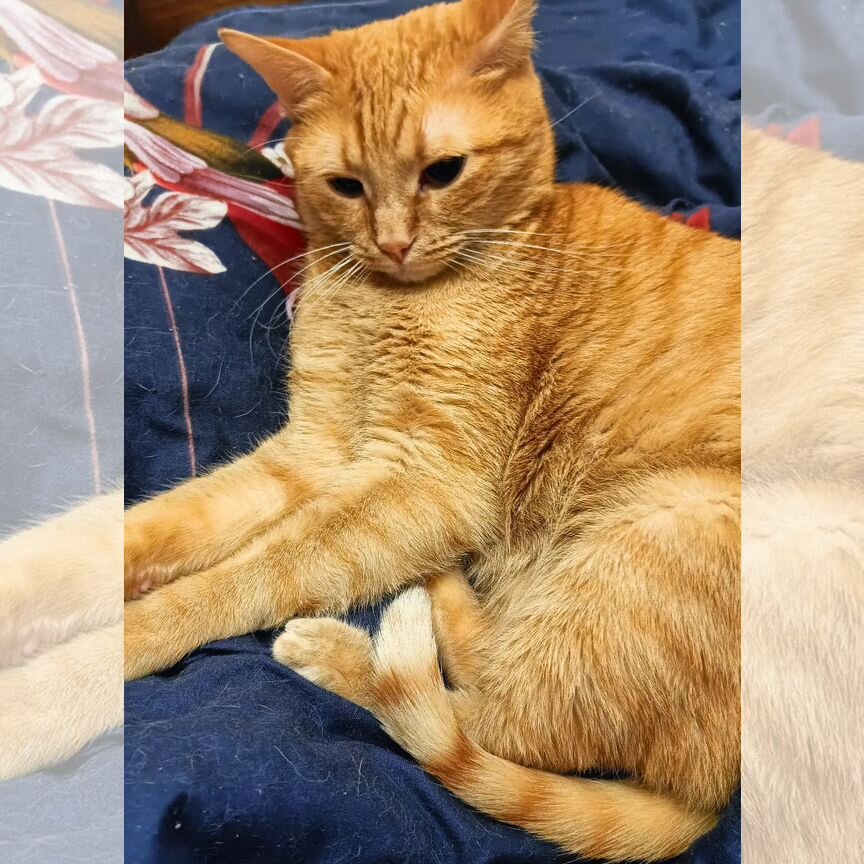 Взрослый кот в добрые руки