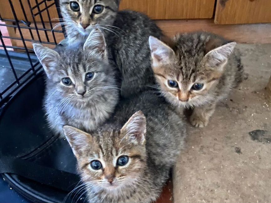 Кошка