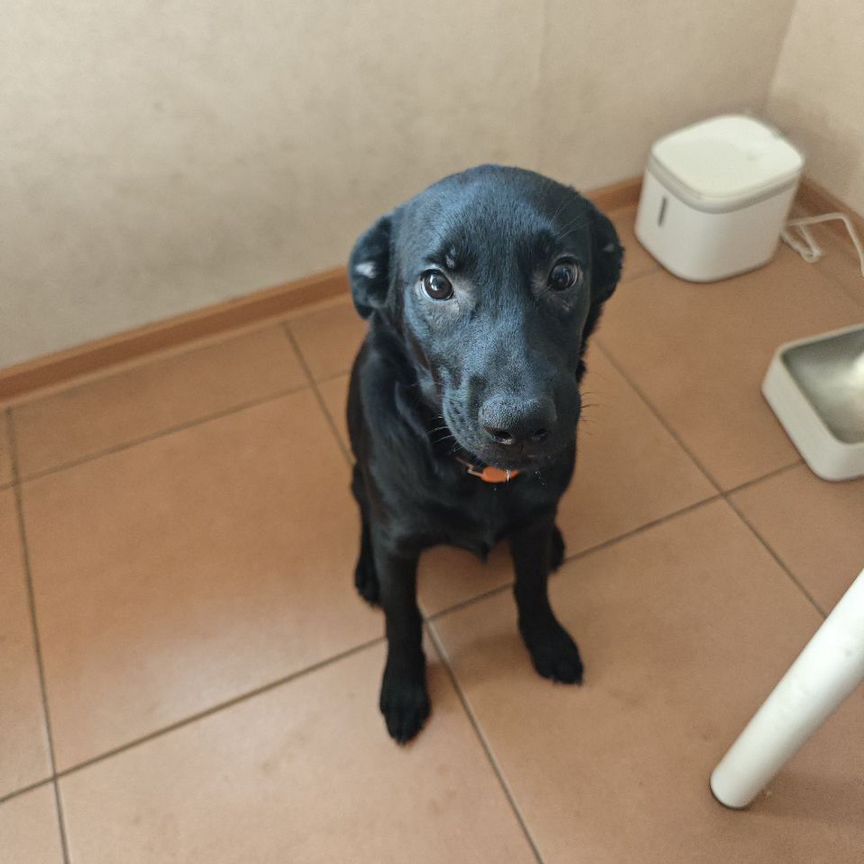 Собака в добрые руки щенок