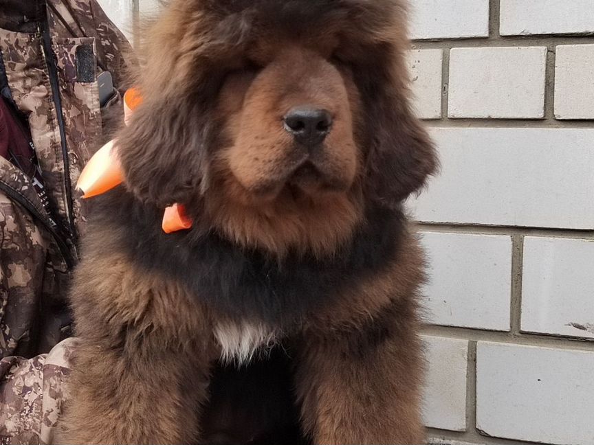 Тибетский мастиф щенки