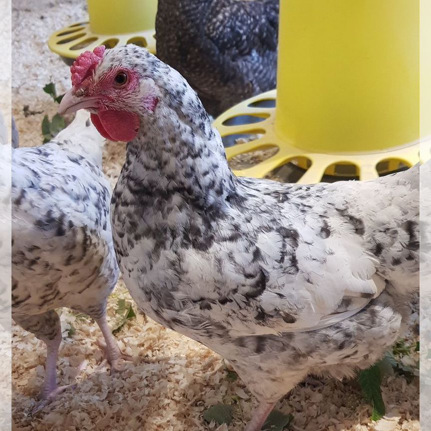 Куры молодки