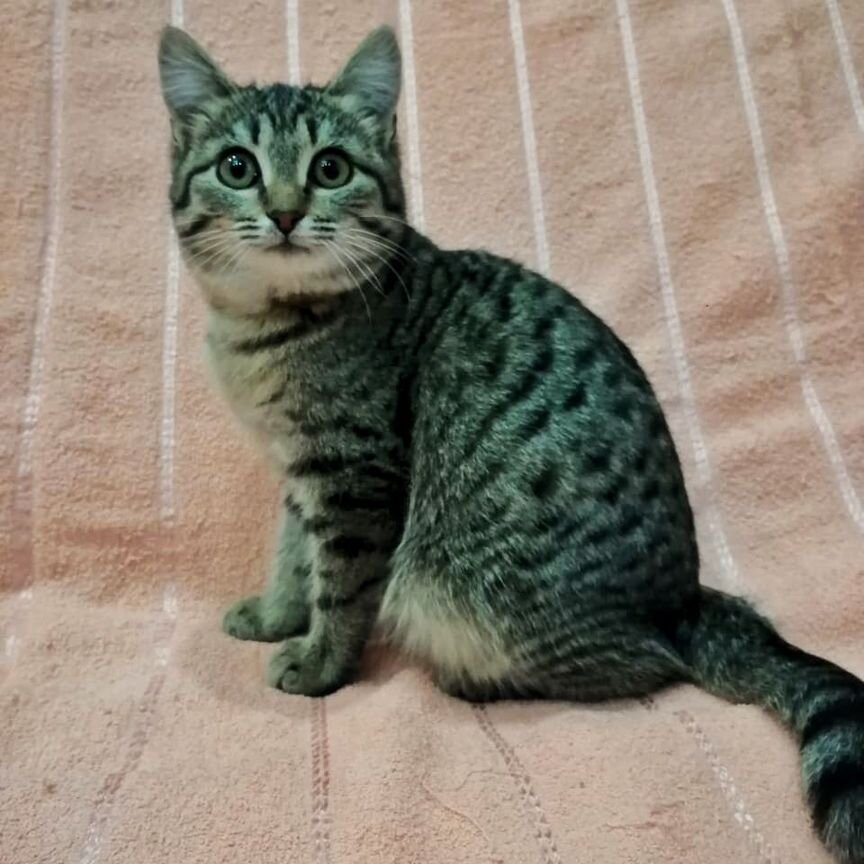 Кошечка