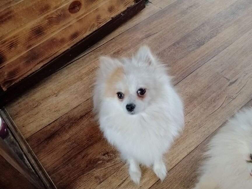 Шпиц девочка 2 года