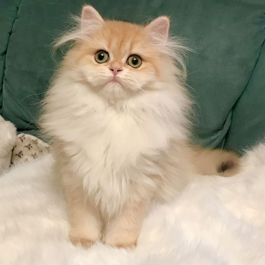 Британский длинношёрстный котёнок