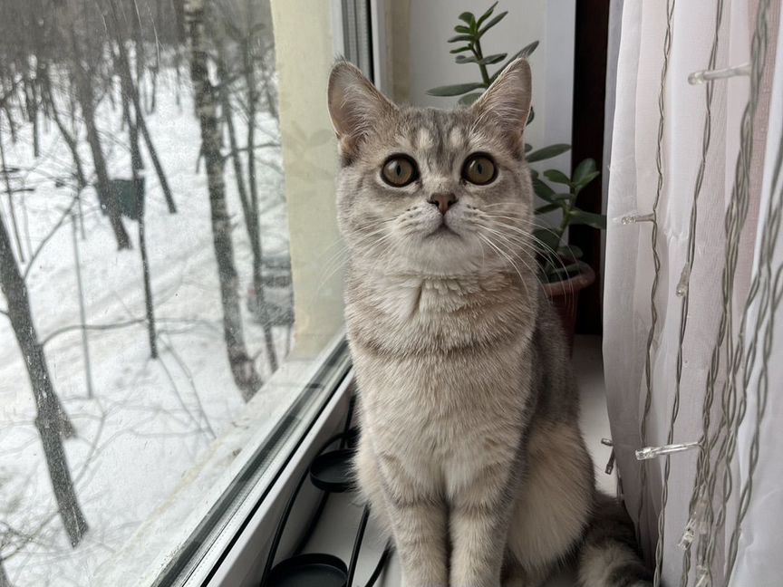 Котенок шотландская шиншилла