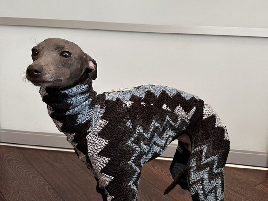 Комбинезон для левретки/одежда для левретки