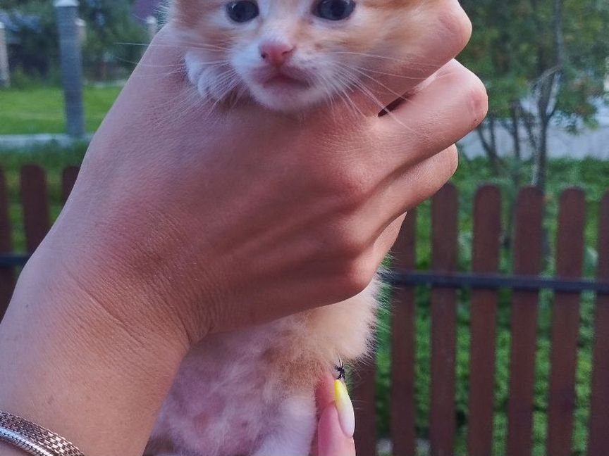 Котята в добрые руки