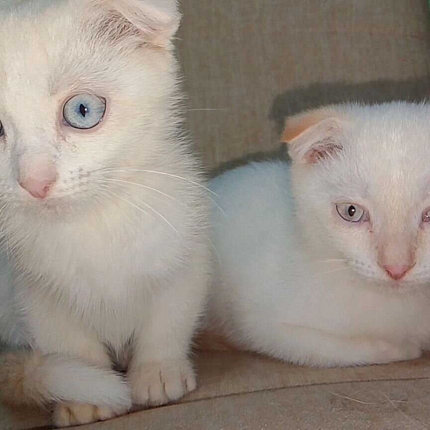 Котята белые вислоухие