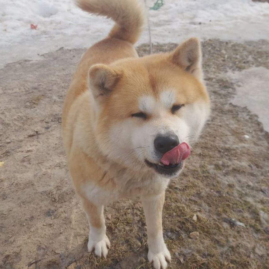 Акита-ину, взрослый пёс