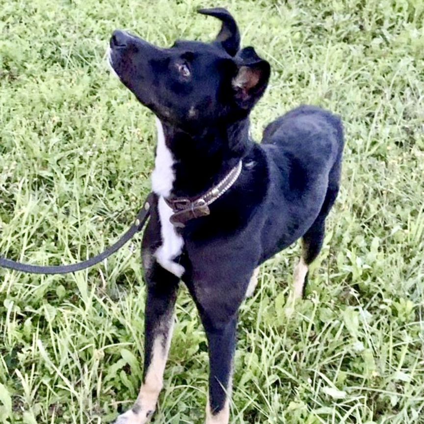 Собака в добрые руки мальчик