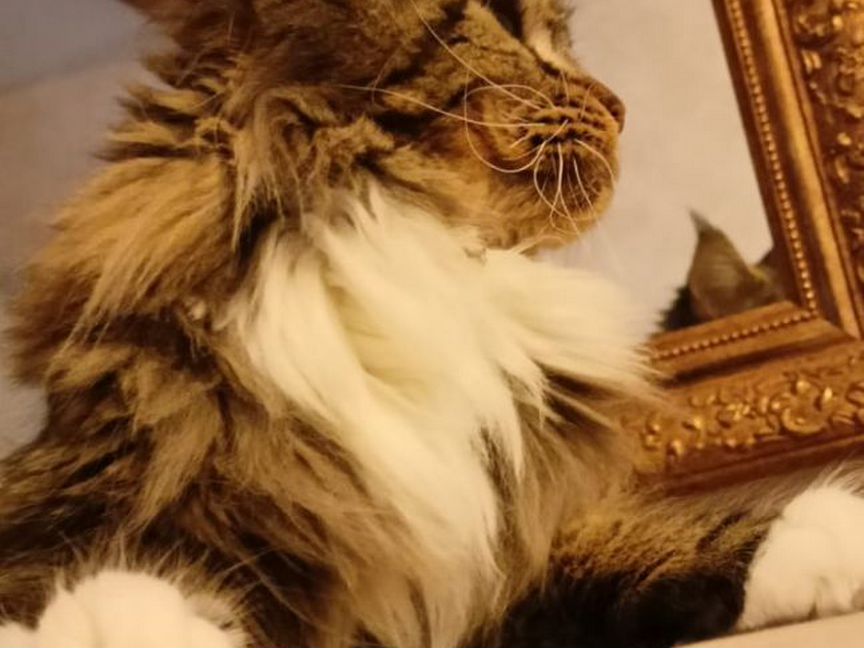 Котёнок мейн-кун мама папа не известен
