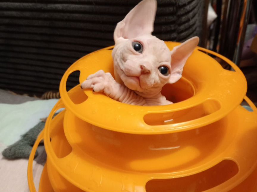 Канадский сфинкс котята