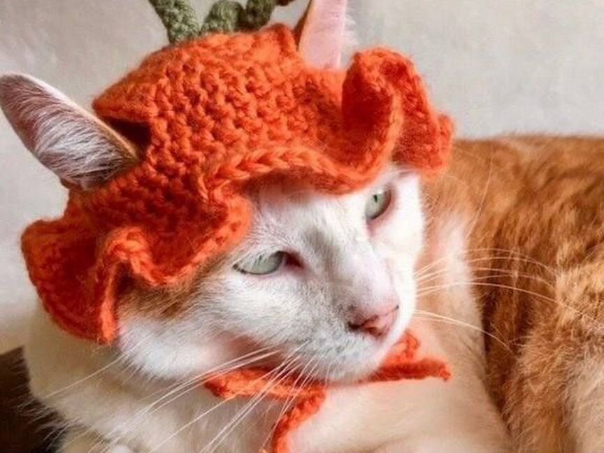 Шапочка для кота как в pinterest