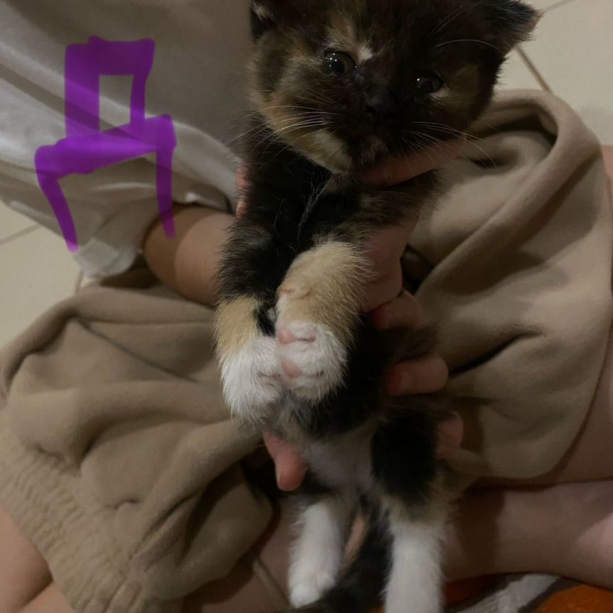 Котята 1,5 месяца в Добрые руки