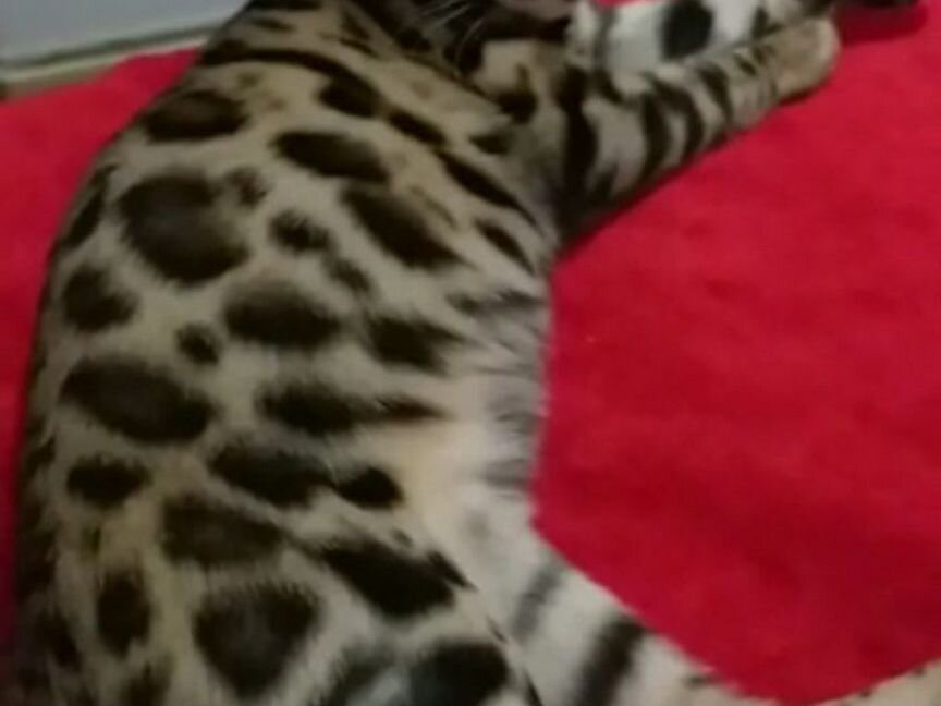 Бенгальская кошка