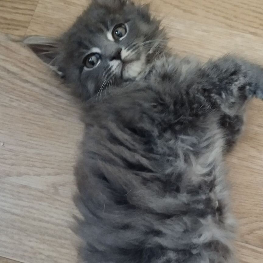 Отдам котенка в добрые руки