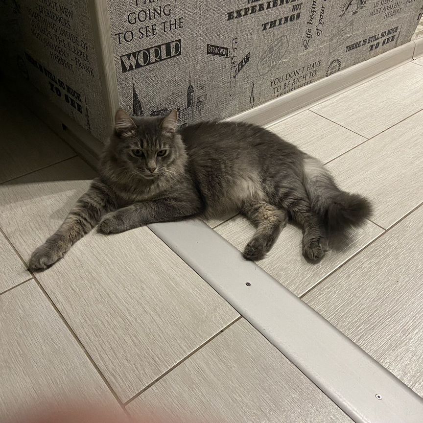 Кот сибирский