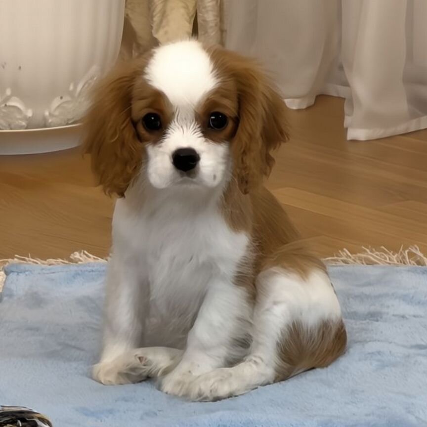 Кавалер кинг-чарльз-спаниель, щенок