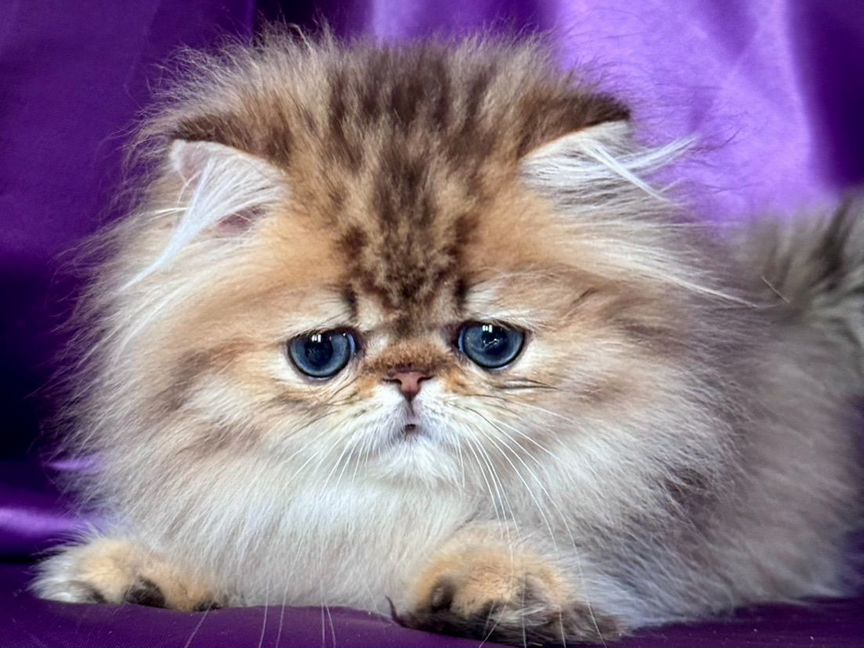 Персидские котята