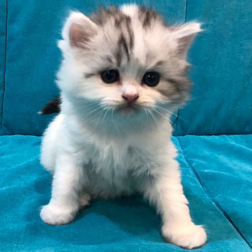 Продам супер котенка (мальчик)