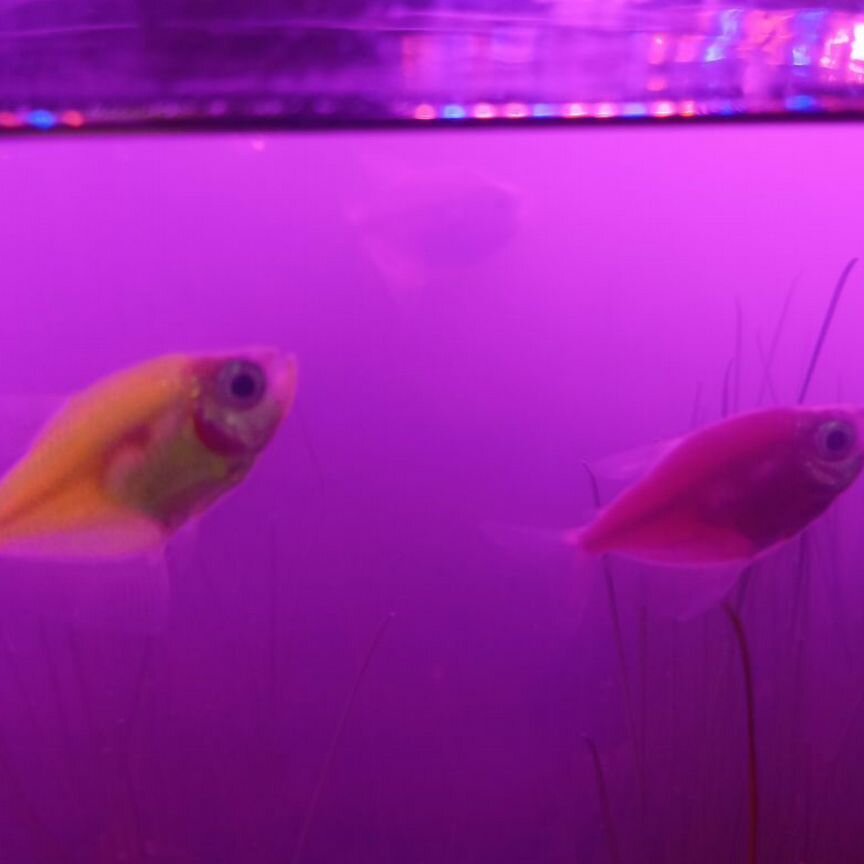 Отдам трех тернеций гло в хорошие руки