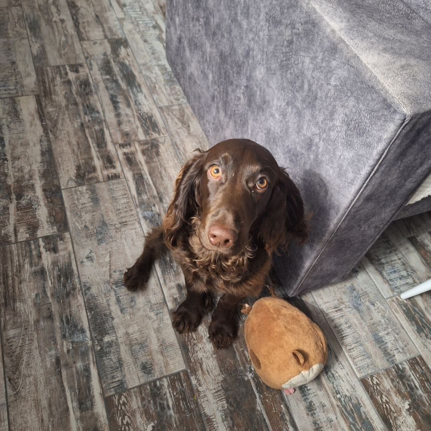 Потерялась собака