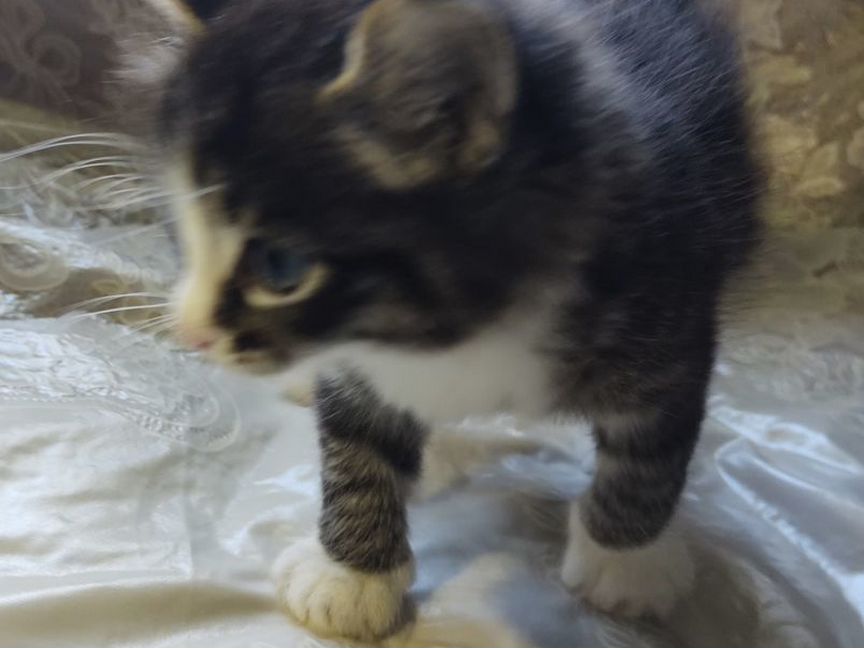 Отдам бесплатно котёнка (девочка)